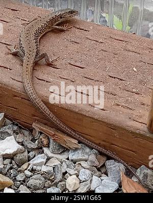 Northern Alligator Lizard (Elgaria coerulea) Reptilia Stock Photo - Alamy