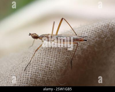 (Micropeza lineata), Insecta, Val Marie No. 17, SK S0N, Canada, This ...