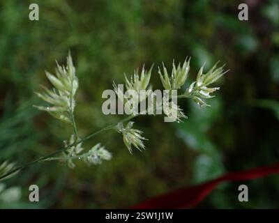 grasses (Poaceae), Plantae, Central Vancouver, Vancouver, BC, Canada ...