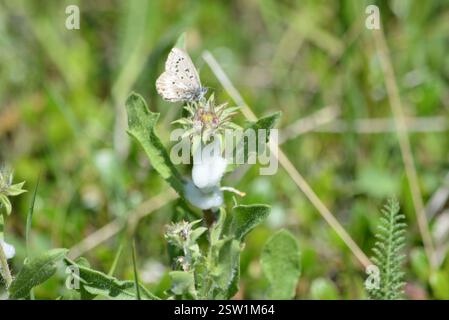 plants (Plantae), Plantae, Allenby Rd, Okanagan-Similkameen, BC, CA ...