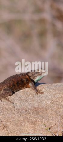 Desert Spiny Lizard at the Joshua Tree National Monument Park ...