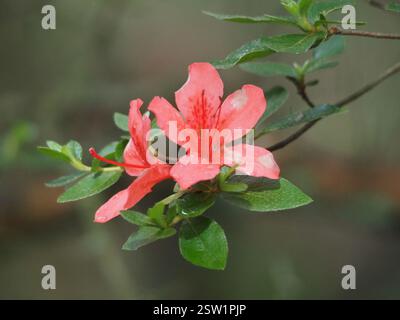 torch azalea (Rhododendron kaempferi), Plantae, Kankakedori, Shodoshima ...