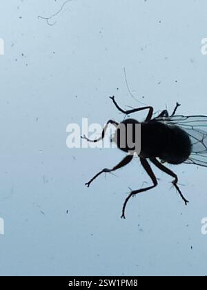 Muscoid Flies (Muscoidea), Insecta, Morrisons Carlisle Kingstown Road ...