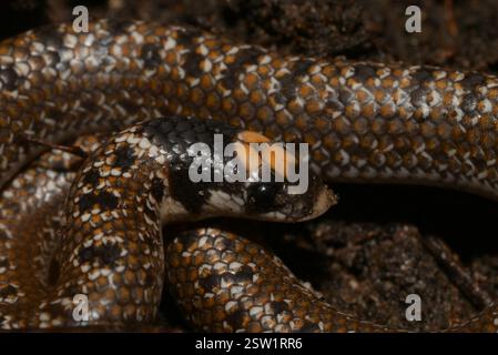 South African Shovel-snout (Prosymna sundevalli), Reptilia, 97 Hoek ...