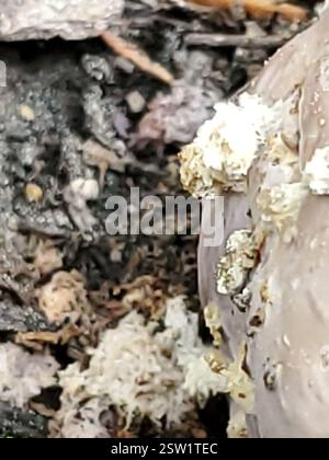 Fungi Including Lichens (Fungi), Fungi, Fergus County, MT, USA Stock ...