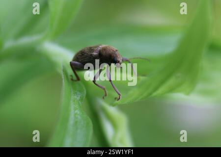 (Neofidia), Insecta, Medway trail, north of University Drive Stock ...
