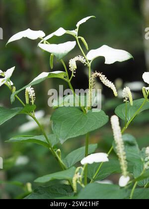 Asian Lizard's Tail (Saururus chinensis), Plantae, 台灣新北市 Stock Photo ...