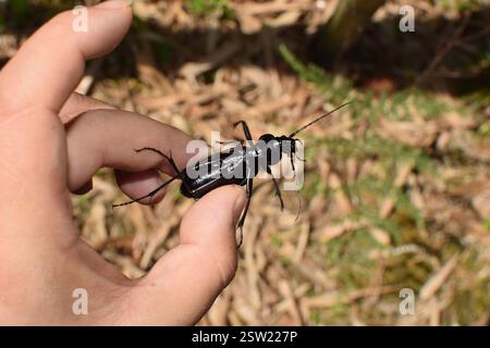 (Carabus davidis), Insecta, 中国浙江省杭州市临安区 Stock Photo - Alamy