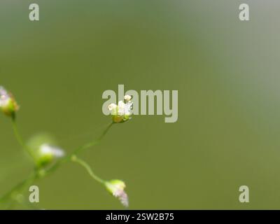 Swamp Millet (Isachne globosa), Plantae, 台灣新北市 Stock Photo - Alamy