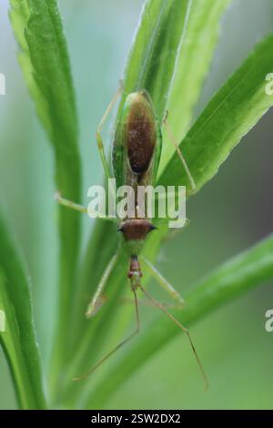 Assassin Bug (Zelus luridus) on leaf Stock Photo - Alamy