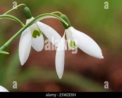 January flowers of the giant snowdrop, Galanthus elwesii 'Epiphany ...