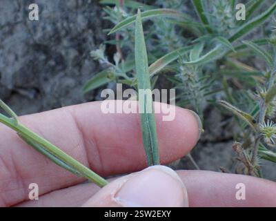 hawksbeards (Crepis), Plantae, Val Marie No. 17, SK S0N, Canada Stock ...