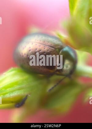 Saint John's Wort Beetle (Chrysolina hyperici) Insecta Stock Photo - Alamy