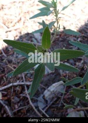 Russian atriplex (Atriplex micrantha), Plantae, Thompson-Nicola, BC ...