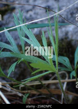 Cutleaf Anemone (Anemone multifida), Plantae, Thompson-Nicola, BC ...