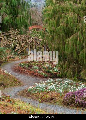 Winding garden path past snowdrop drifts and Juniperus recurva ...