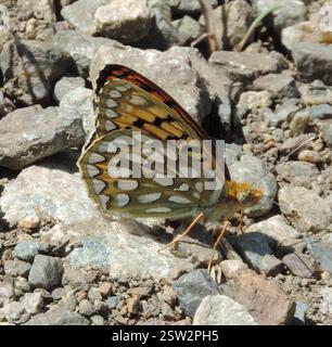 Callippe Fritillary (Argynnis callippe), Insecta, Okanagan-Similkameen ...