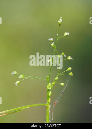 Swamp Millet (Isachne globosa), Plantae, 台灣新北市 Stock Photo - Alamy