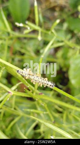 Parasitoid wasp (Cotesia glomerata) emerging from a parasitised cabbage ...