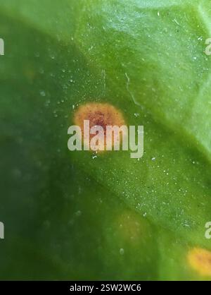 rust fungi (Pucciniales), Fungi, Pedro Point, Pacifica, CA 94044, USA ...