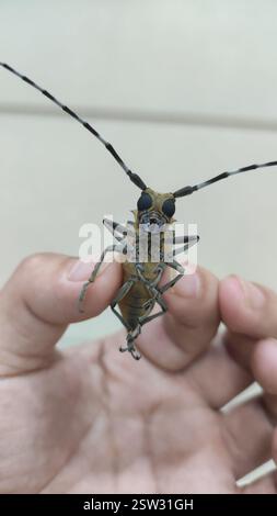 (Apriona rugicollis), Insecta, Hangzhou, CN-ZJ, CN Stock Photo - Alamy