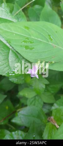 Violet Coromandel (Asystasia dalzelliana) Plantae Stock Photo - Alamy