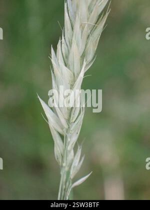 (Holcus), Plantae, Utrechtse Heuvelrug National Park, Leersum, Utrecht ...