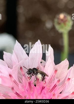 Bees (Anthophila), Insecta, Toronto, ON M6R, Canada, This little golden ...