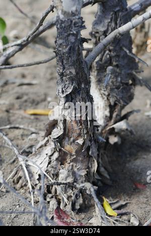 yellow mangroves (Ceriops), Plantae, Airdmillan, QLD, AU Stock Photo ...