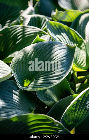 Green bush Hosta. Hosta leaves. Nature background image. Beautiful ...