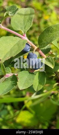 (Lonicera caerulea pallasii), Plantae, Свердловская обл., Россия ...