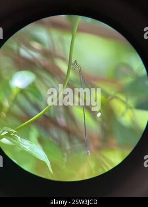 Bromeliad Helicopter (Mecistogaster modesta), Insecta, Colon, PA Stock ...