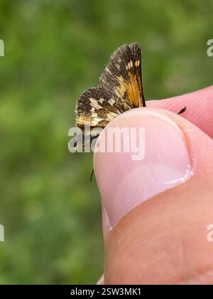 Draco Skipper (Polites draco), Insecta, Quarry Lake Dog Park, Canmore ...