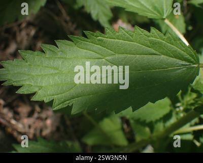 nettles (Urtica), Plantae, Thompson-Nicola, BC, Canada Stock Photo - Alamy