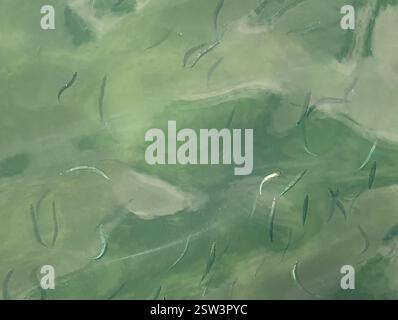 Yelloweye Mullet (Aldrichetta forsteri), Actinopterygii, Western ...
