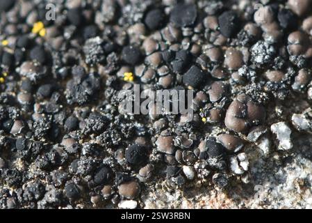 (Lecania), Fungi, Thompson-Nicola, BC, Canada Stock Photo - Alamy