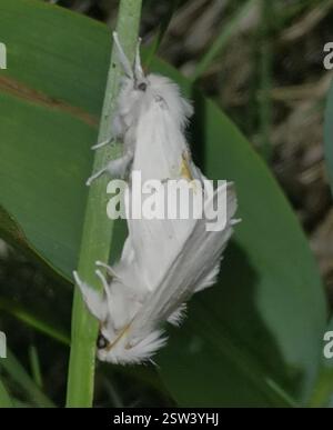 White Prominent (Leucodonta bicoloria), Insecta, 31160 Urjala, Suomi ...