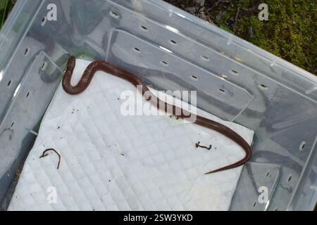 Chinese Mountain Snake (Plagiopholis styani), Reptilia, 中国浙江省杭州市临安区 ...