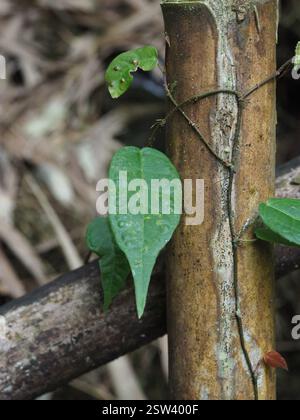 Impressed Sarmentosa Fig (Ficus sarmentosa), Plantae, 中国浙江省宁波市鄞州区 Stock ...
