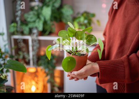 A Pilea peperomioides, also known as Chinese money plant Stock Photo ...