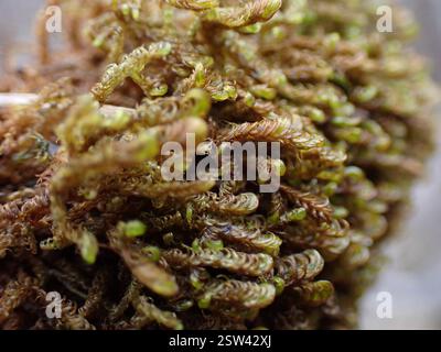(Scorpidium), Plantae, Yukon, Canada Stock Photo - Alamy