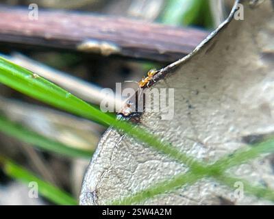 Little Yellow Ant (Plagiolepis alluaudi), Insecta, Pahala, HI 96777 ...