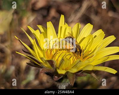 Mining Bees (Andrena), Insecta, Russian Ridge Open Space Preserve, San ...