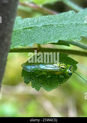 Twin-spotted Rhogogaster (Rhogogaster punctulata), Insecta, Naturpark ...