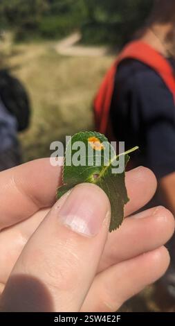 cedar rusts (Gymnosporangium), Fungi, London SW17, UK Stock Photo - Alamy
