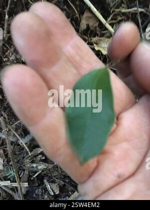 Supplejack (Ripogonum scandens), Plantae, Kauri Park neighbourhood ...