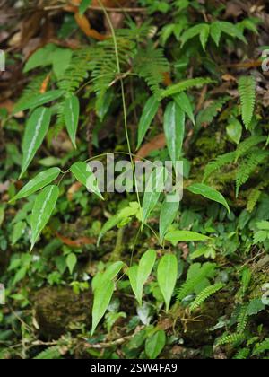 (Clematis uncinata), Plantae, 中国浙江省杭州市西湖区 Stock Photo - Alamy