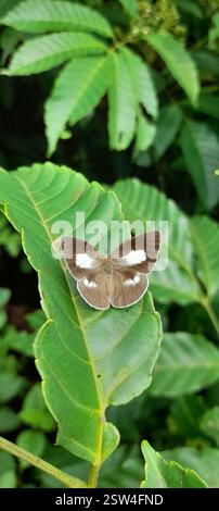 Indian Sunbeam (Curetis thetis) Insecta Stock Photo - Alamy
