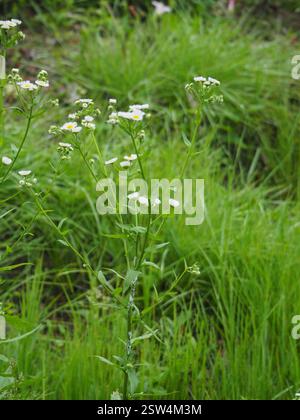 fleabanes and horseweeds (Erigeron), Plantae, Yakatazaki, Tonosho ...