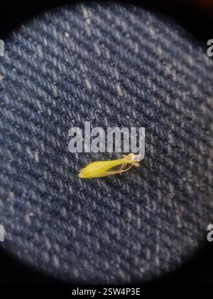 Smooth-cone Sedge (Carex laeviconica), Plantae, Saint-Boniface ...